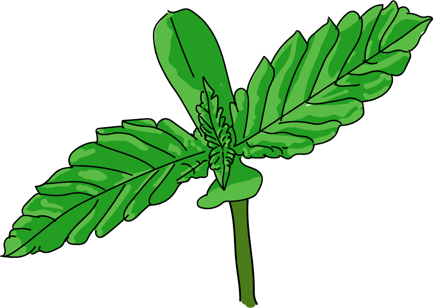 Weed Anatomy 101 - House Of Cannabis