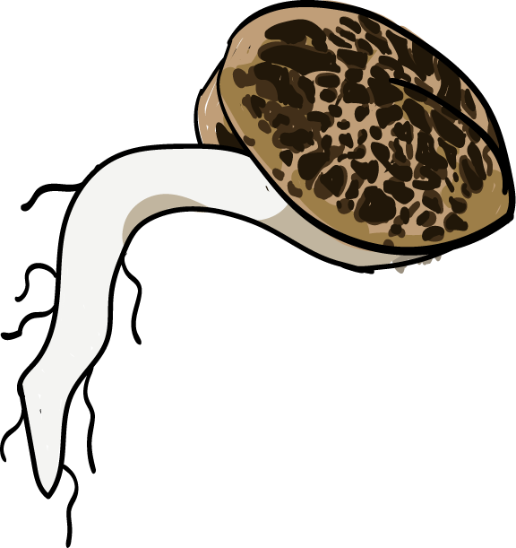 Weed Anatomy 101 - House Of Cannabis